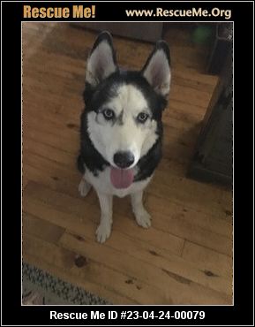 - Michigan Siberian Husky Rescue - ADOPTIONS - Rescue Me!
