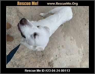 - Colorado Great Pyrenees Rescue - ADOPTIONS - Rescue Me!
