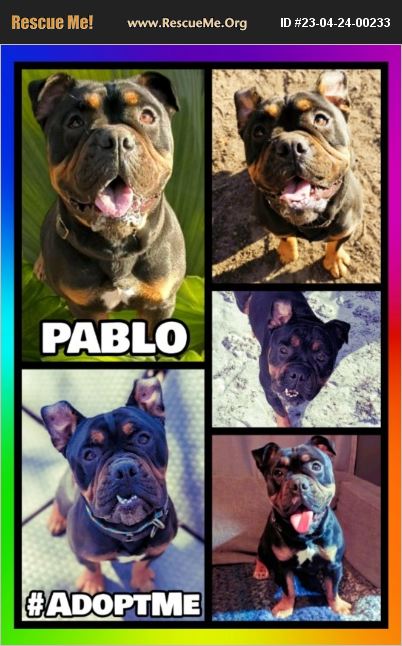 ADOPT 23042400233 ~ Bulldog Rescue ~ Ferndale, MI