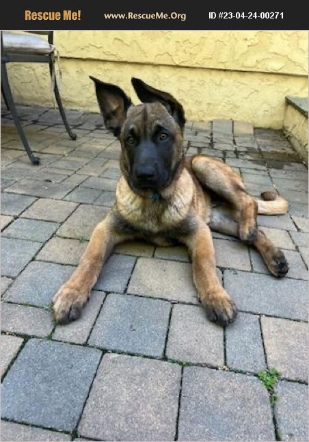 ADOPT 23042400271 ~ Belgian Malinois Rescue ~ Paterson, NJ