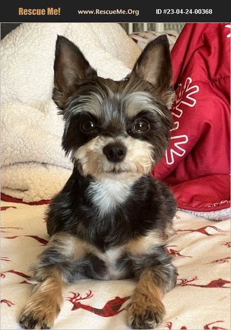 ADOPT 23042400368 ~ Yorkie Rescue ~ HESPERIA, CA