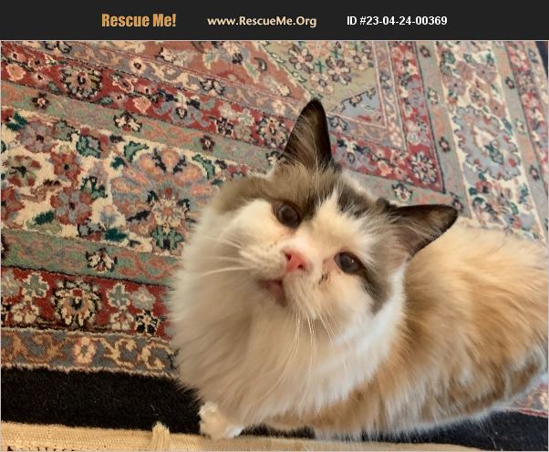 ADOPT 23042400369 ~ Ragdoll Rescue ~ Asheville, NC