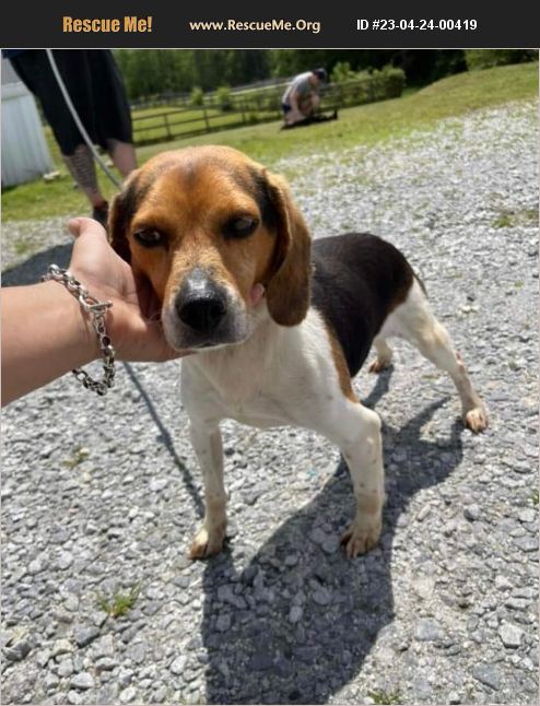 ADOPT 23042400419 ~ Beagle Rescue ~ Benton, PA