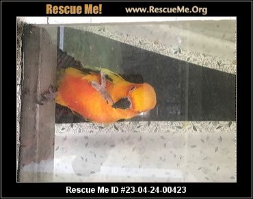 - Pennsylvania Pet Bird Rescue - ADOPTIONS - Rescue Me!