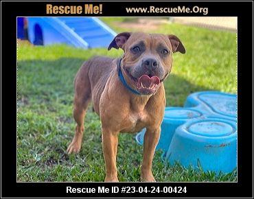 - Florida Pit Bull Rescue - ADOPTIONS - Rescue Me!