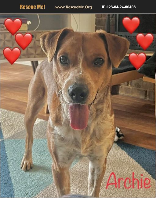 ADOPT 23042400483 ~ Australian Cattle Dog Rescue ~ Colorado