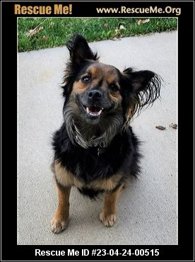 - Iowa Yorkie Rescue - ADOPTIONS - Rescue Me!