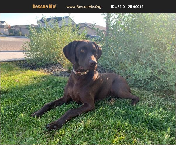 ADOPT 23042500015 ~ German Shorthaired Pointer Rescue ~ Meridian, ID