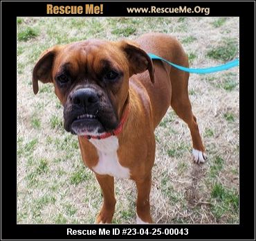 - Idaho Dog Rescue - ADOPTIONS - Rescue Me!