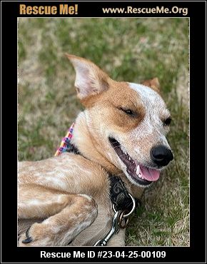 - Rhode Island Dog Rescue - ADOPTIONS - Rescue Me!