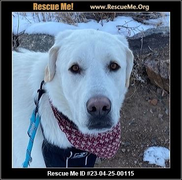 - Colorado Great Pyrenees Rescue - ADOPTIONS - Rescue Me!