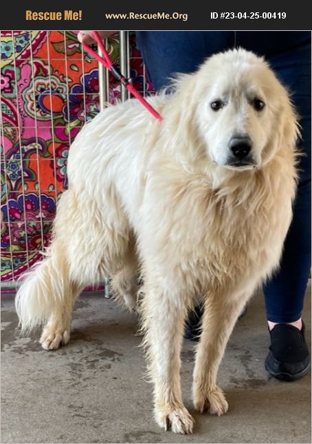 ADOPT 23042500419 ~ Great Pyrenees Rescue ~ New Hope, PA