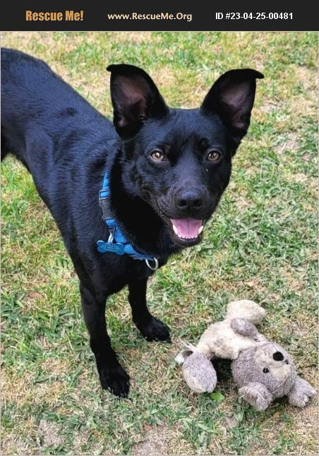 ADOPT 23042500481 ~ Schipperke Rescue ~ Chatham, NJ