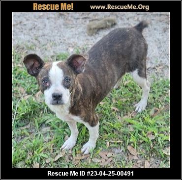- Georgia Boston Terrier Rescue - ADOPTIONS - Rescue Me!