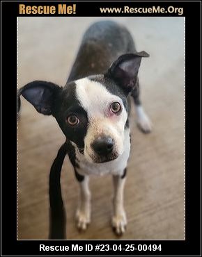 - Georgia Boston Terrier Rescue - ADOPTIONS - Rescue Me!
