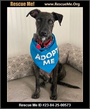 - California Airedale Rescue - ADOPTIONS - Rescue Me!