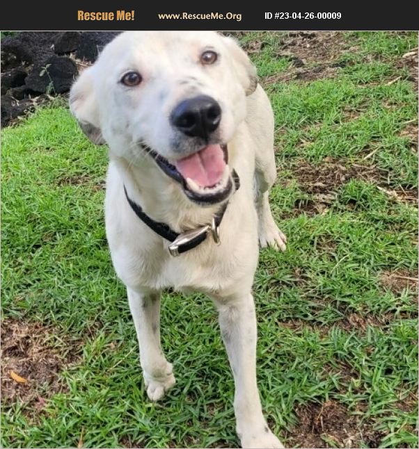 ADOPT 23042600009 ~ Parson Russell Terrier Rescue ~ Bellingham, WA