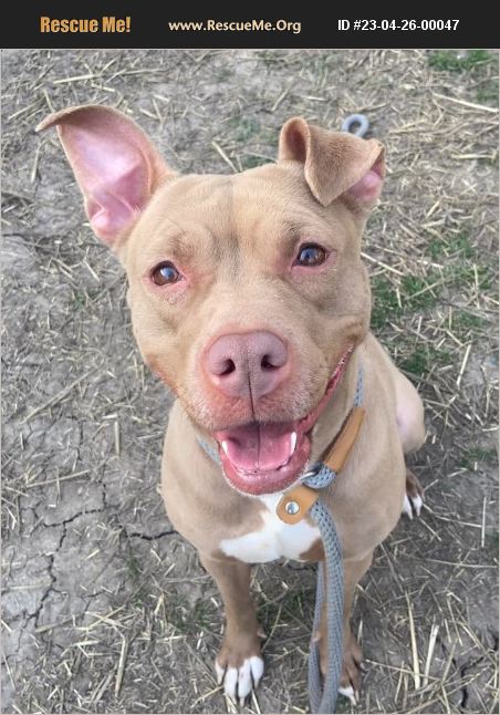 ADOPT 23042600047 ~ Pit Bull Rescue ~ Chicago, IL