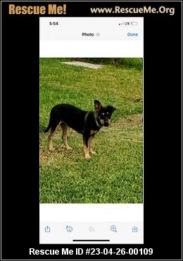 - Virginia German Shepherd Rescue - ADOPTIONS - Rescue Me!