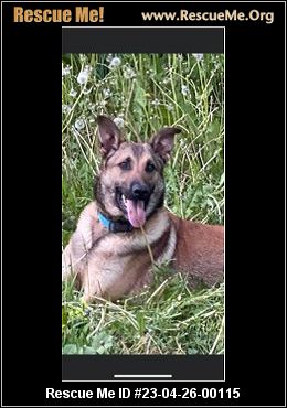 - Virginia German Shepherd Rescue - ADOPTIONS - Rescue Me!