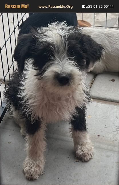 ADOPT 23042600144 ~ Schnauzer Rescue ~ Rio Rancho, NM