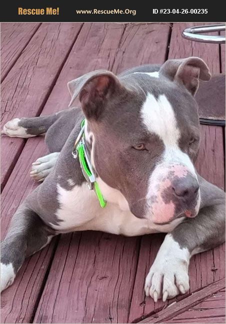 ADOPT 23042600235 ~ Pit Bull Rescue ~ Albemarle, NC
