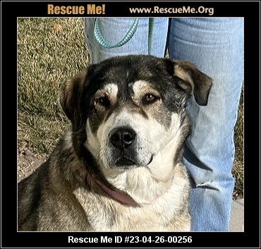 - Colorado Great Pyrenees Rescue - ADOPTIONS - Rescue Me!