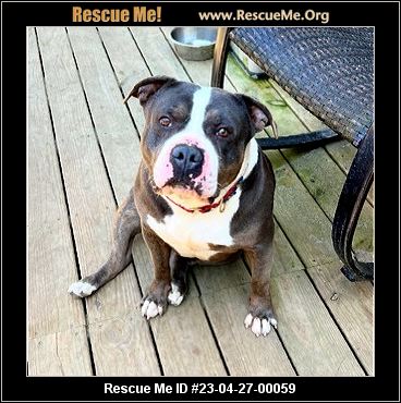 - New Jersey American Bulldog Rescue - ADOPTIONS - Rescue Me!