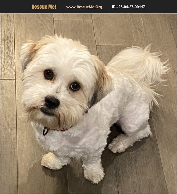 ADOPT 23042700117 ~ Maltese Rescue ~ Steger, IL