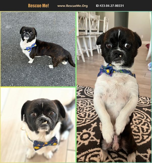 ADOPT 23042700331 ~ Pug Rescue ~ Wesley Chapel, FL