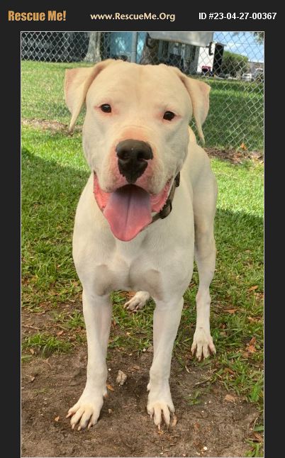 ADOPT 23042700367 ~ American Bulldog Rescue ~ Titusville, FL