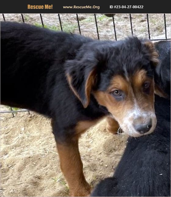 ADOPT 23042700422 ~ Bernese Mountain Dog Rescue ~ Bedford Hills, NY