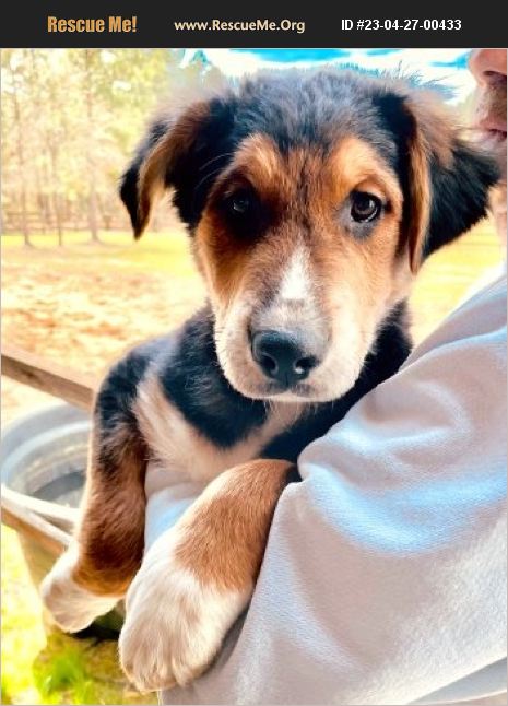 ADOPT 23042700433 ~ Bernese Mountain Dog Rescue ~ Bedford Hills, NY