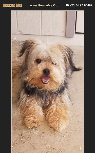 ADOPT 23042700467 ~ Yorkie Rescue ~ Tucson, AZ