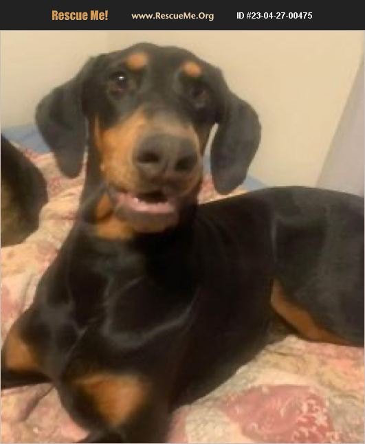 ADOPT 23042700475 ~ Doberman Pinscher Rescue ~ Albuquerque, NM