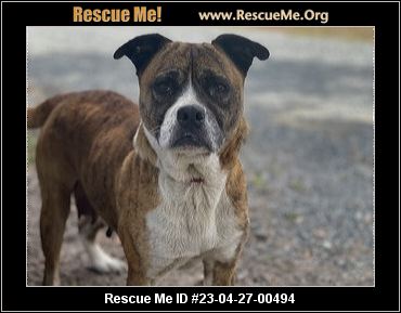 - Florida Boxer Rescue - ADOPTIONS - Rescue Me!