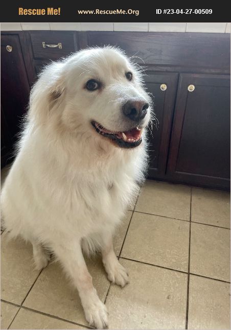 ADOPT 23042700509 ~ Great Pyrenees Rescue ~ Houston, TX