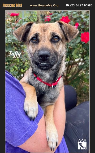 ADOPT 23042700585 ~ Border Terrier Rescue ~ Magnolia, TX