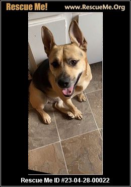 - Indiana German Shepherd Rescue - ADOPTIONS - Rescue Me!