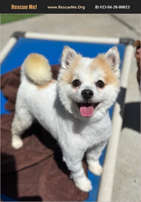 ADOPT 23042800023 ~ Pomeranian Rescue ~ San Francisco County, CA