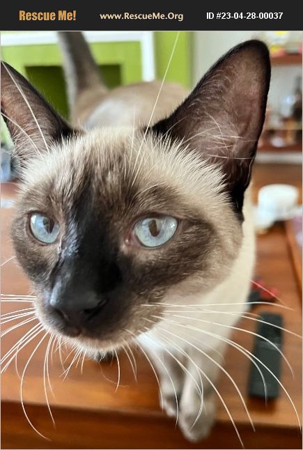 ADOPT 23042800037 ~ Siamese Rescue ~ Miami Beach, FL