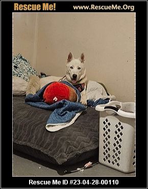 - Nevada Dog Rescue - ADOPTIONS - Rescue Me!