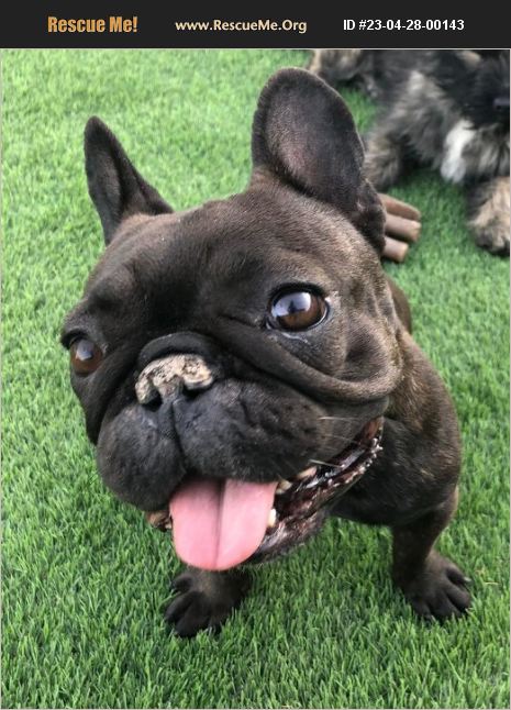 ADOPT 23042800143 ~ French Bulldog Rescue ~ Mesa, AZ