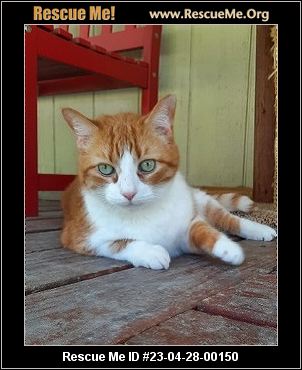 - South Carolina Cat Rescue - ADOPTIONS - Rescue Me!