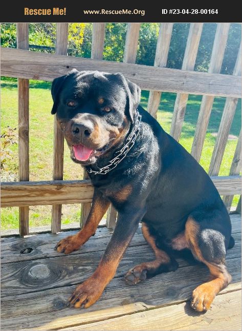 ADOPT 23042800164 ~ Rottweiler Rescue ~ t, MA