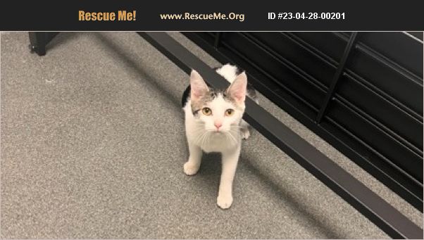 ADOPT 23042800201 ~ Domestic Cat Rescue ~ Dayton, OH