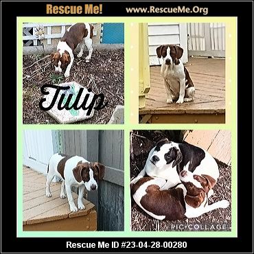 - Ohio Boston Terrier Rescue - ADOPTIONS - Rescue Me!