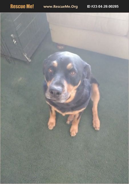 ADOPT 23042800285 ~ Rottweiler Rescue ~ Reno, NV