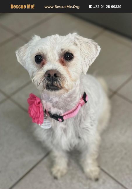 ADOPT 23042800339 ~ Maltese Rescue ~ Los Angeles, CA