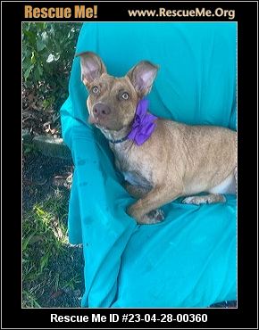 - Florida Vizsla Rescue - ADOPTIONS - Rescue Me!